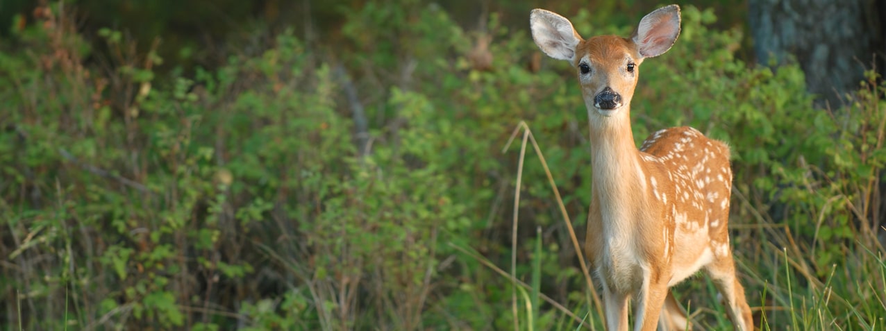 Donate Online - Missouri Conservation Heritage Foundation