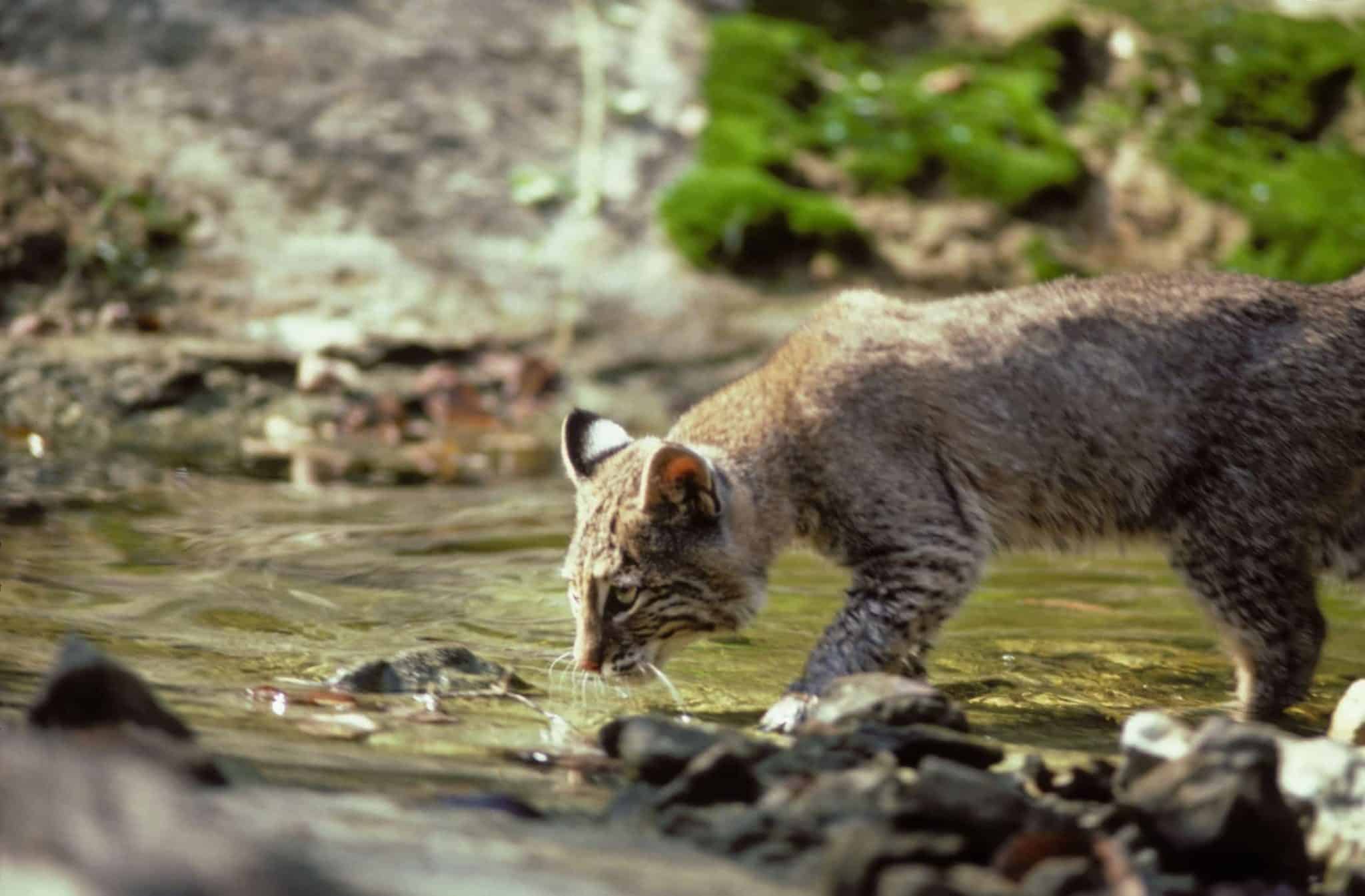 Donor Levels - Missouri Conservation Heritage Foundation