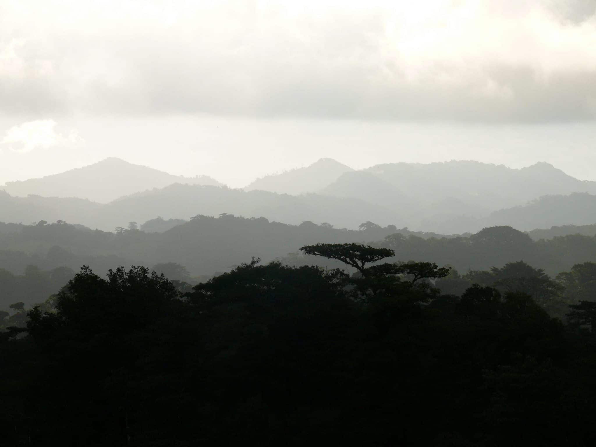 Motus receivers track migratory birds for targeted habitat management ...