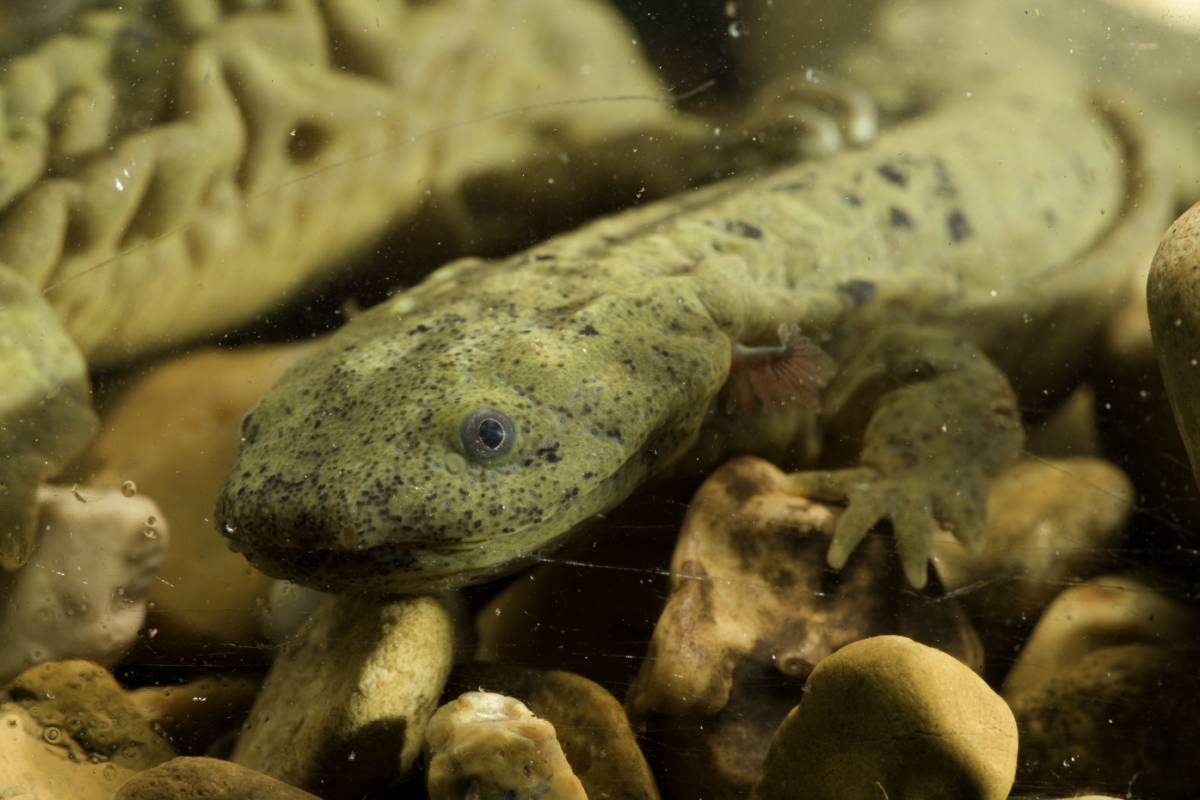 Be a Hellbender Defender - Missouri Conservation Heritage Foundation