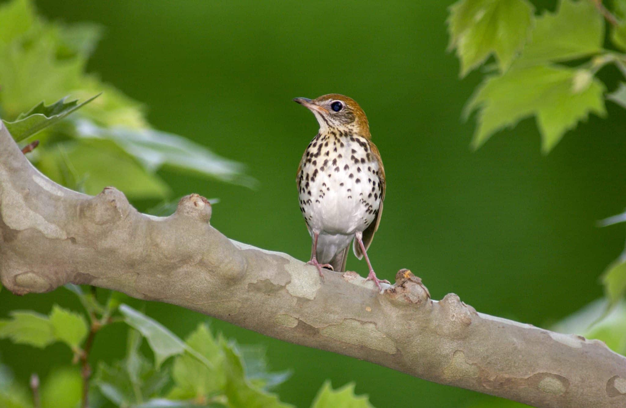 Wood Thrush Motus Tagging Project - Missouri Conservation Heritage ...
