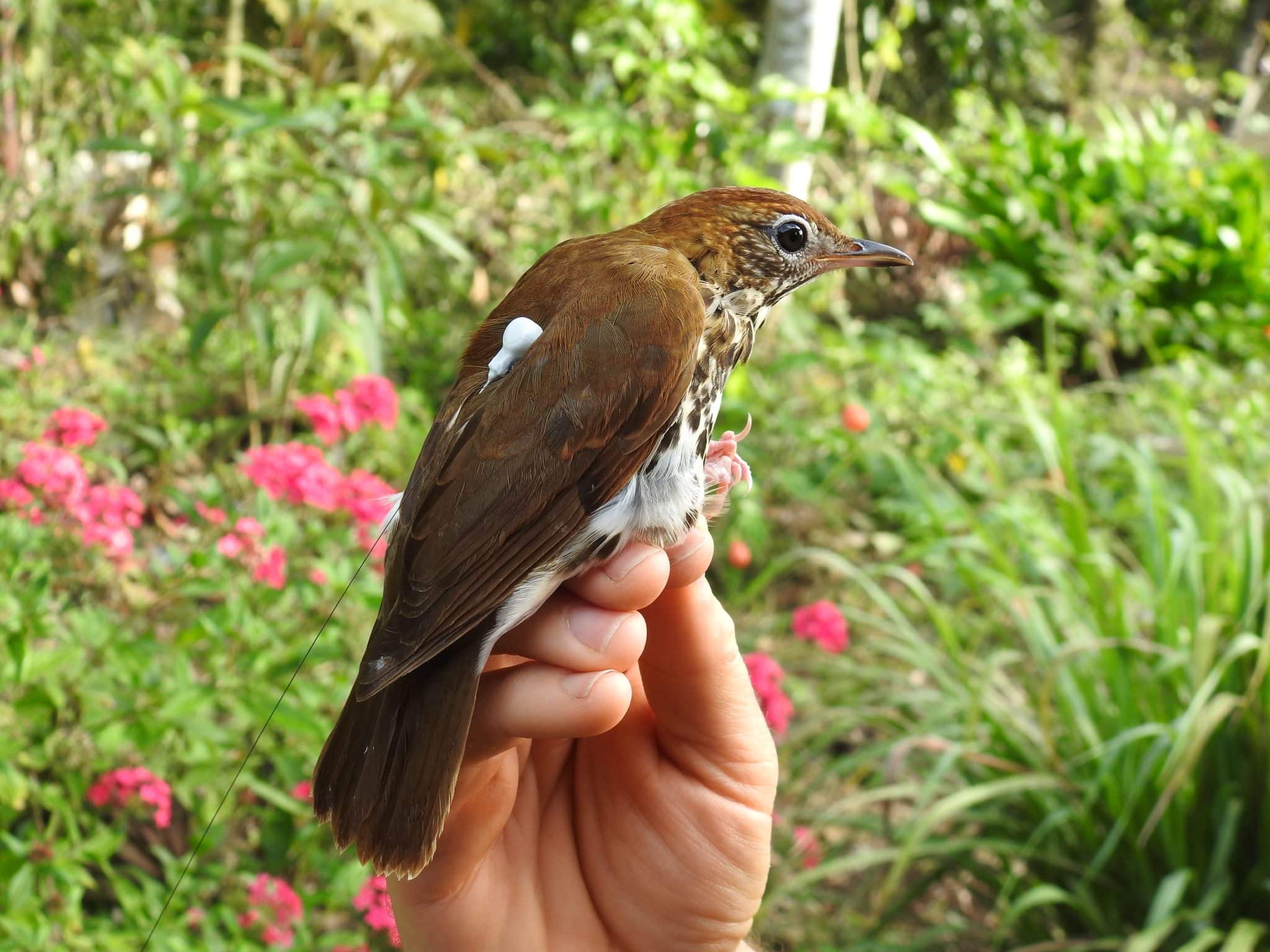 Wood Thrush Motus Tagging Project - Missouri Conservation Heritage ...