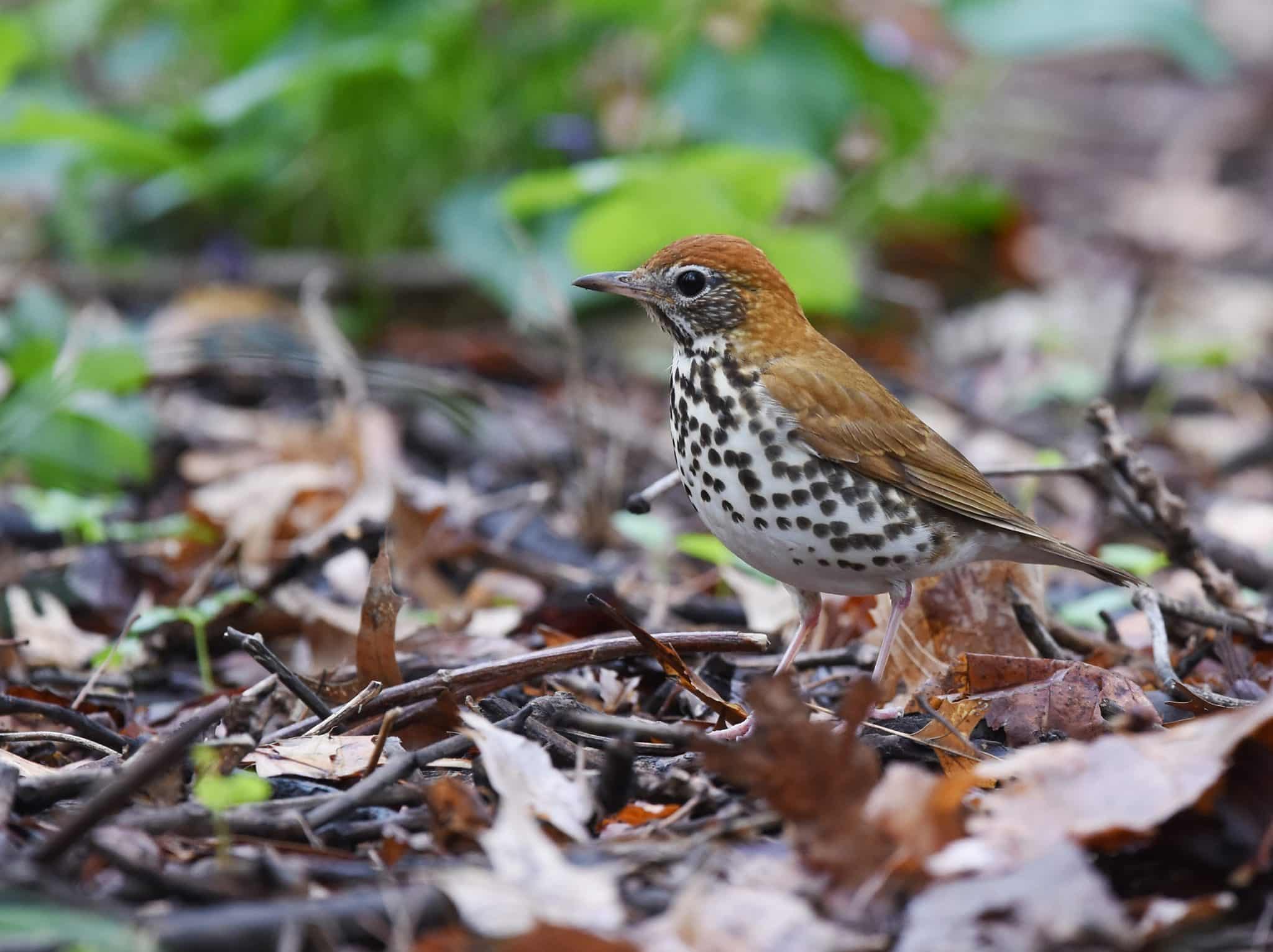 Wood Thrush Motus Project - Missouri Conservation Heritage Foundation