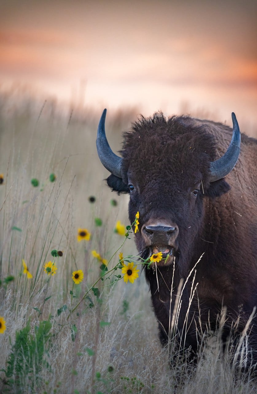 buffalo - Missouri Conservation Heritage Foundation