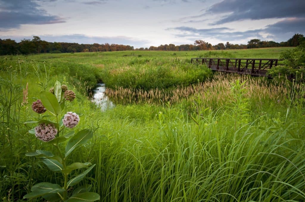 grasses - Missouri Conservation Heritage Foundation